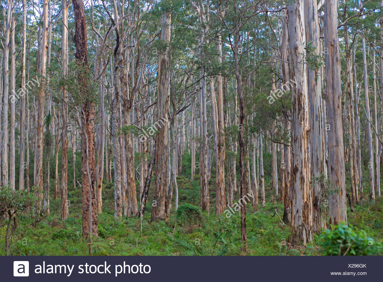 Eucalyptus Habitat High Resolution Stock Photography and Images - Alamy