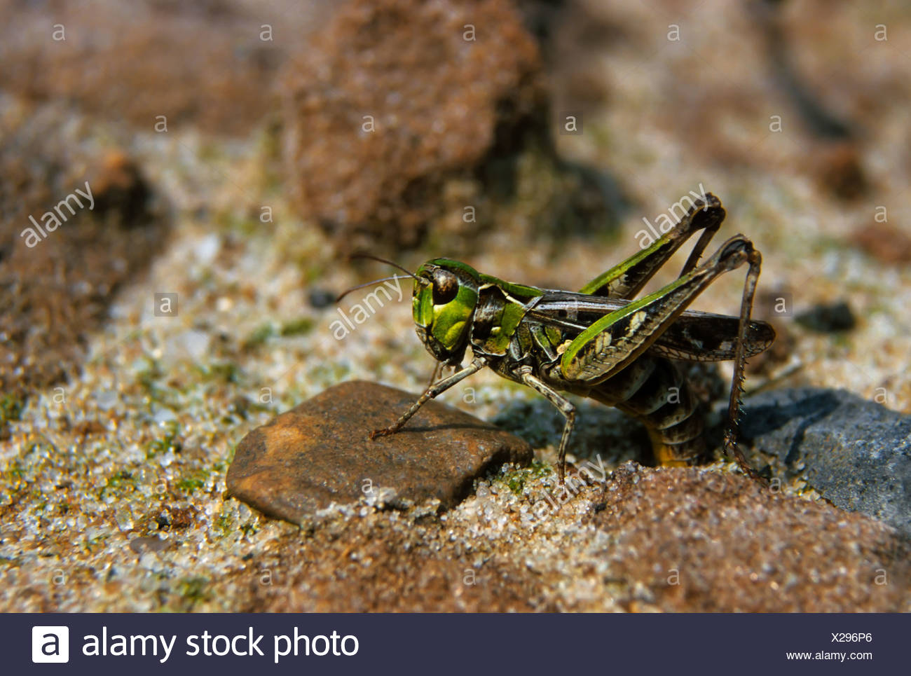 Grasshopper Eggs Stock Photos & Grasshopper Eggs Stock Images - Alamy
