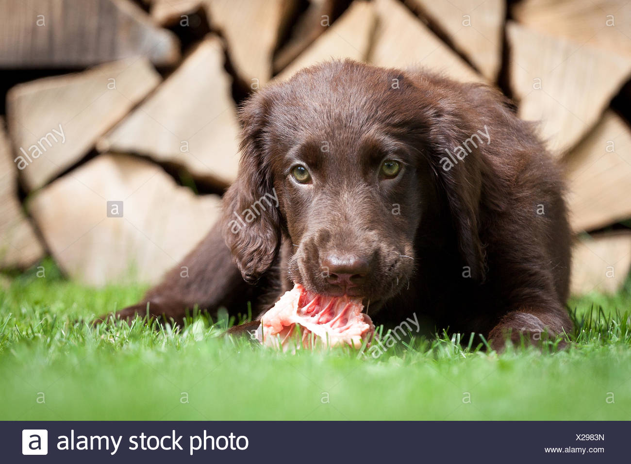 Carcass Dog High Resolution Stock Photography and Images - Alamy