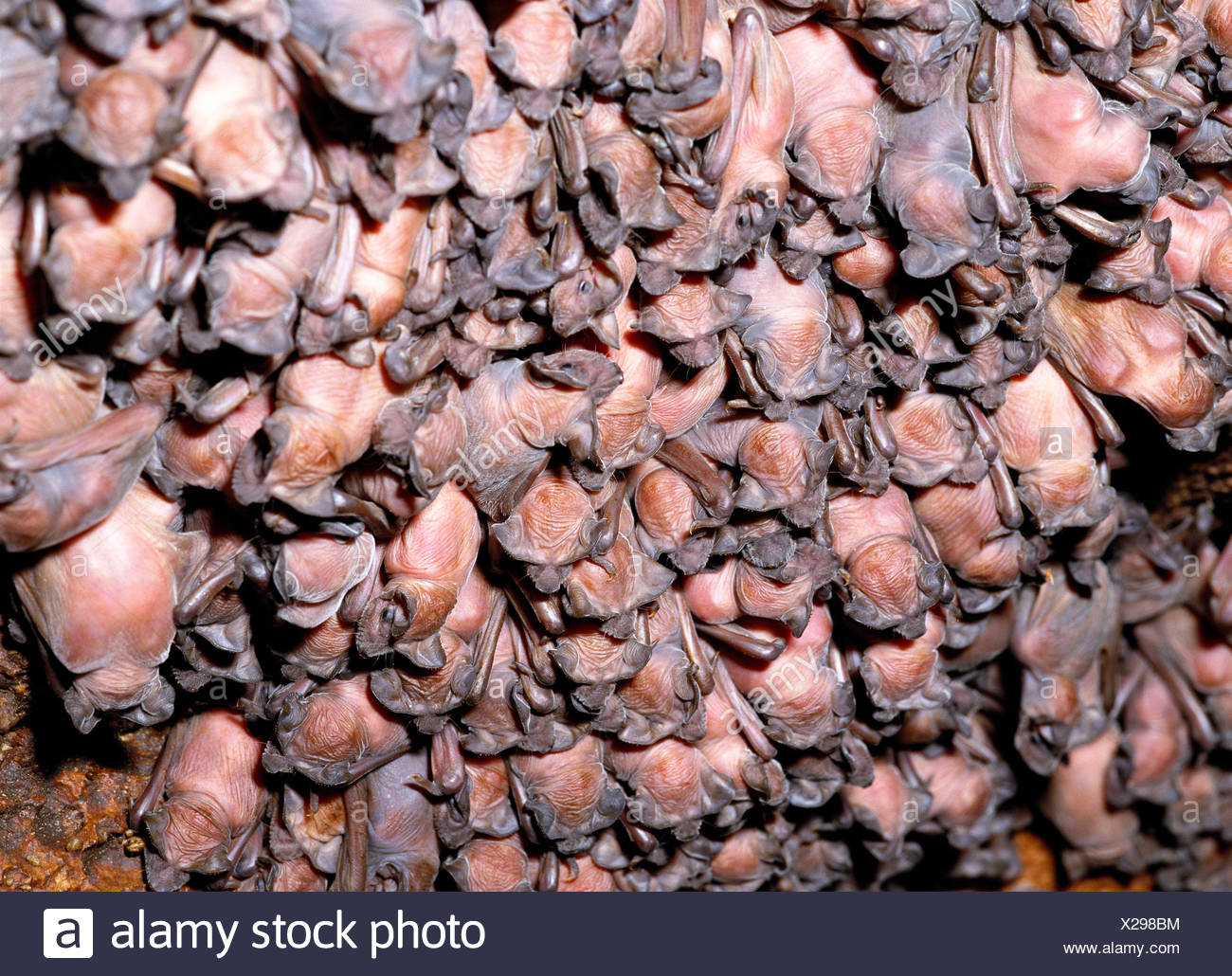 Mexican Free Tailed Bat High Resolution Stock Photography and Images ...