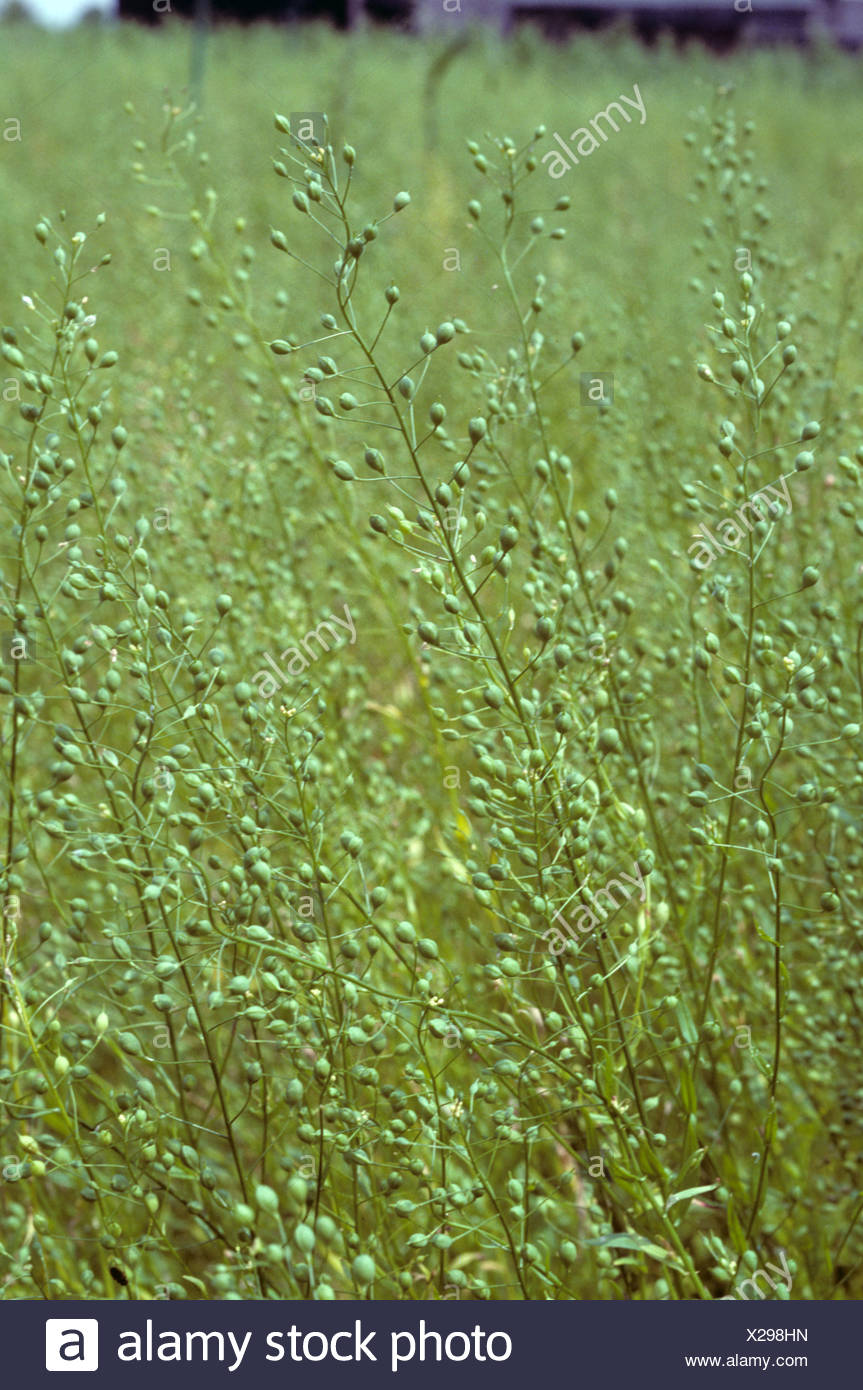 Camelina Sativa High Resolution Stock Photography and Images - Alamy