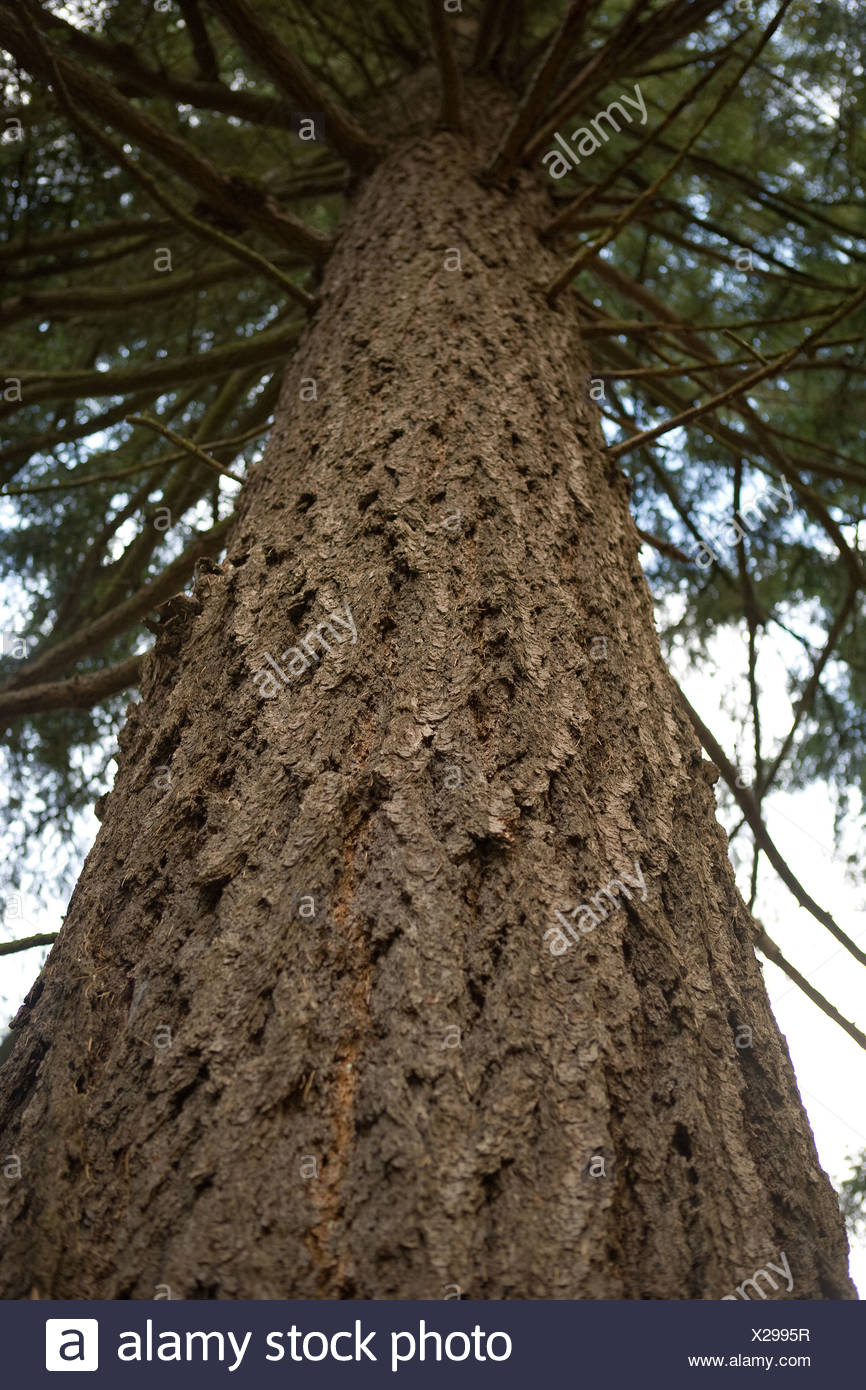 Tree Low Angle High Resolution Stock Photography and Images - Alamy