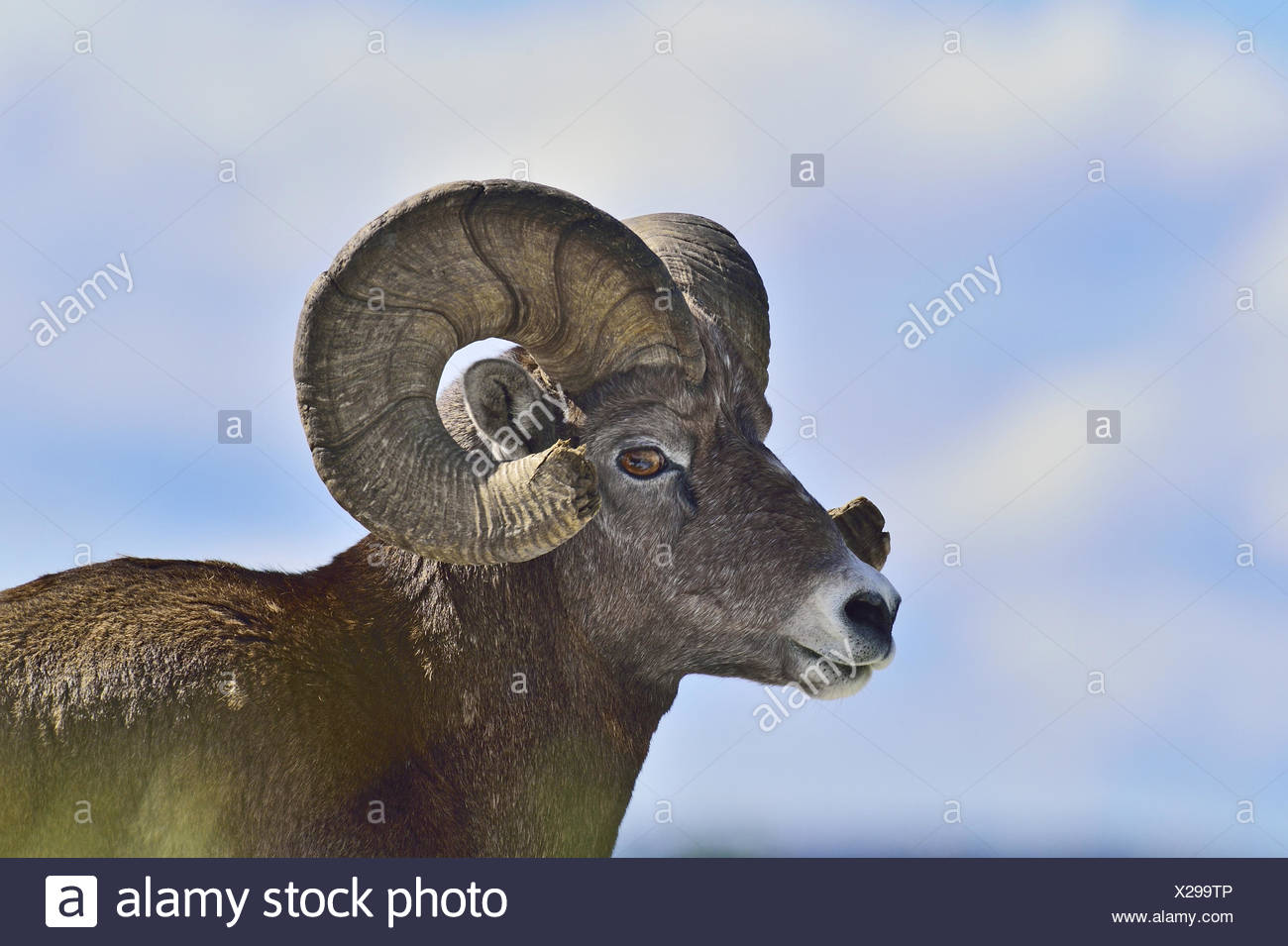 Big Horn Sheep Side View High Resolution Stock Photography and Images ...