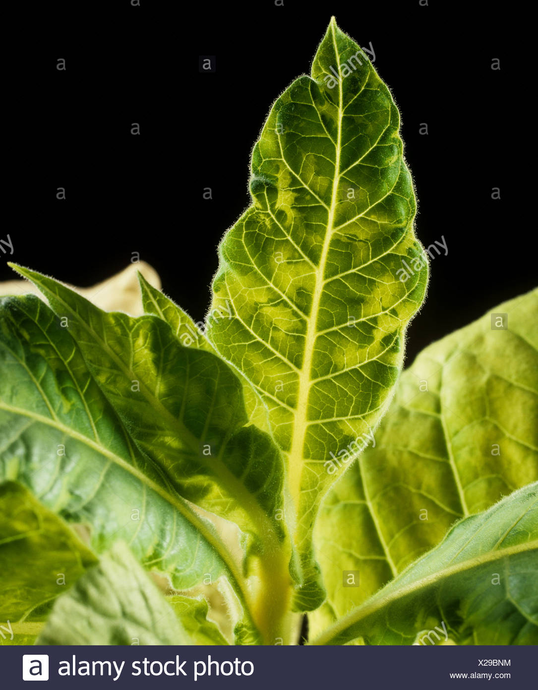 Tmv Stock Photos & Tmv Stock Images - Alamy