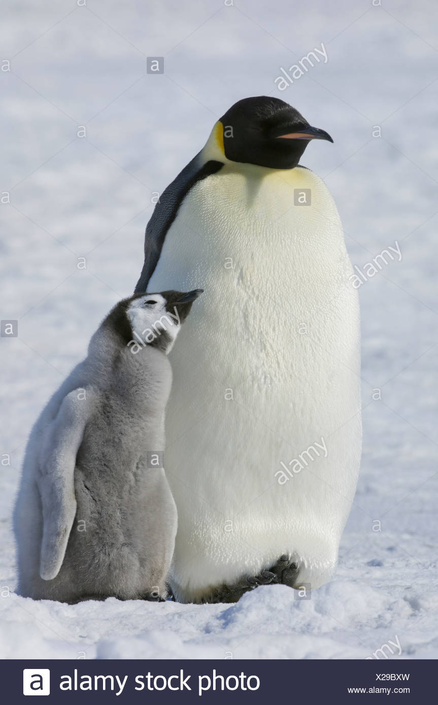 Adult Bird Birds High Resolution Stock Photography and Images - Alamy