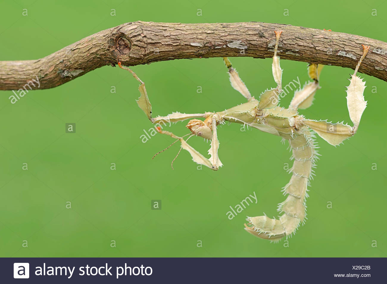 Giant Prickly Stick Insect High Resolution Stock Photography and Images ...