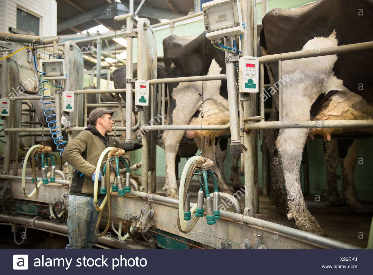 Milking Machine Human High Resolution Stock Photography and Images - Alamy