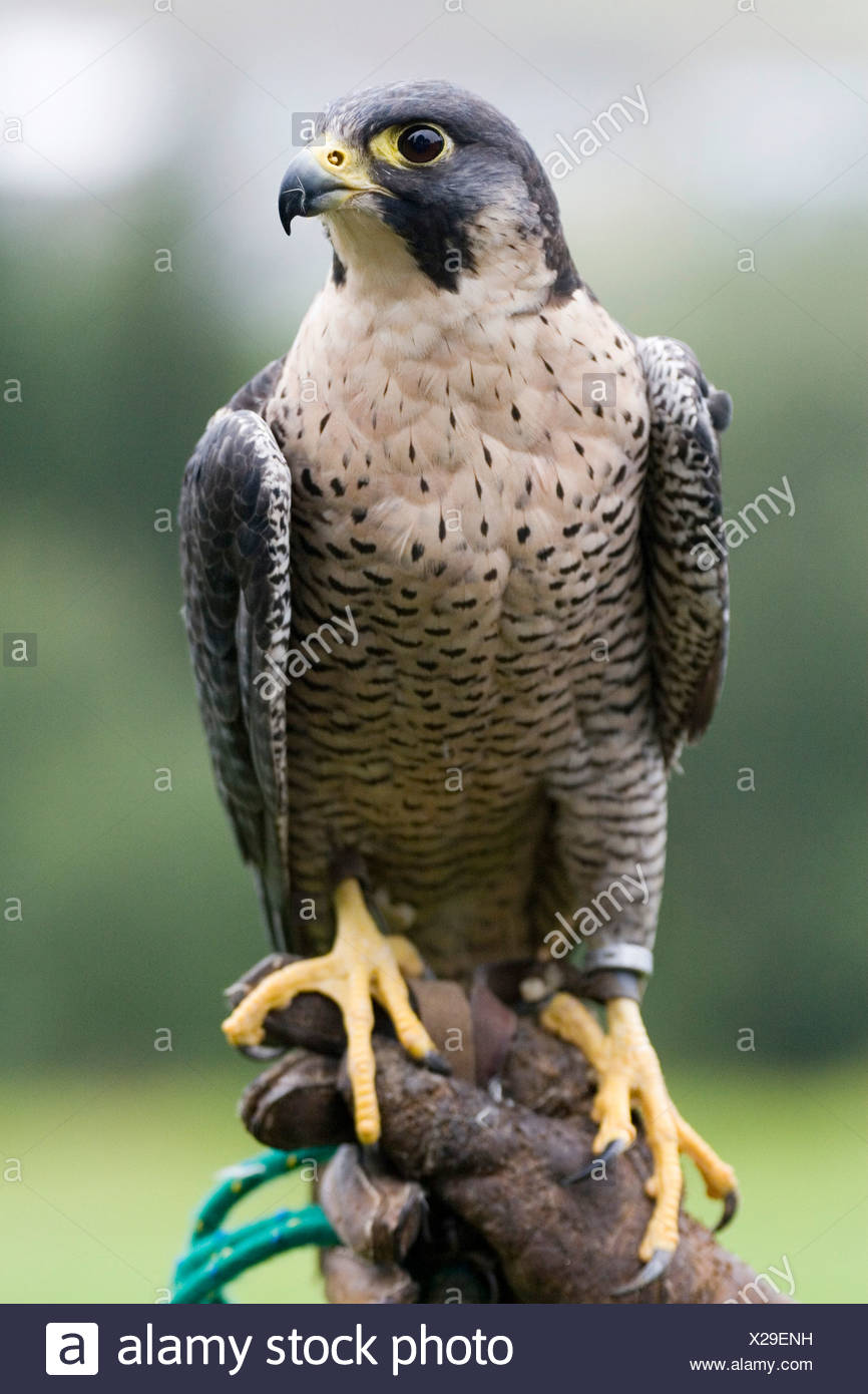 Falkners High Resolution Stock Photography and Images - Alamy