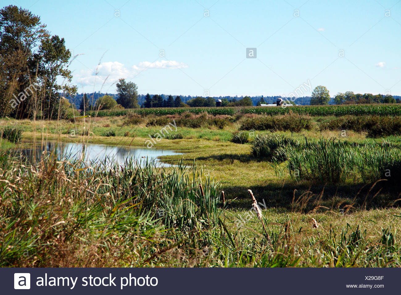 British Wetlands High Resolution Stock Photography and Images - Alamy