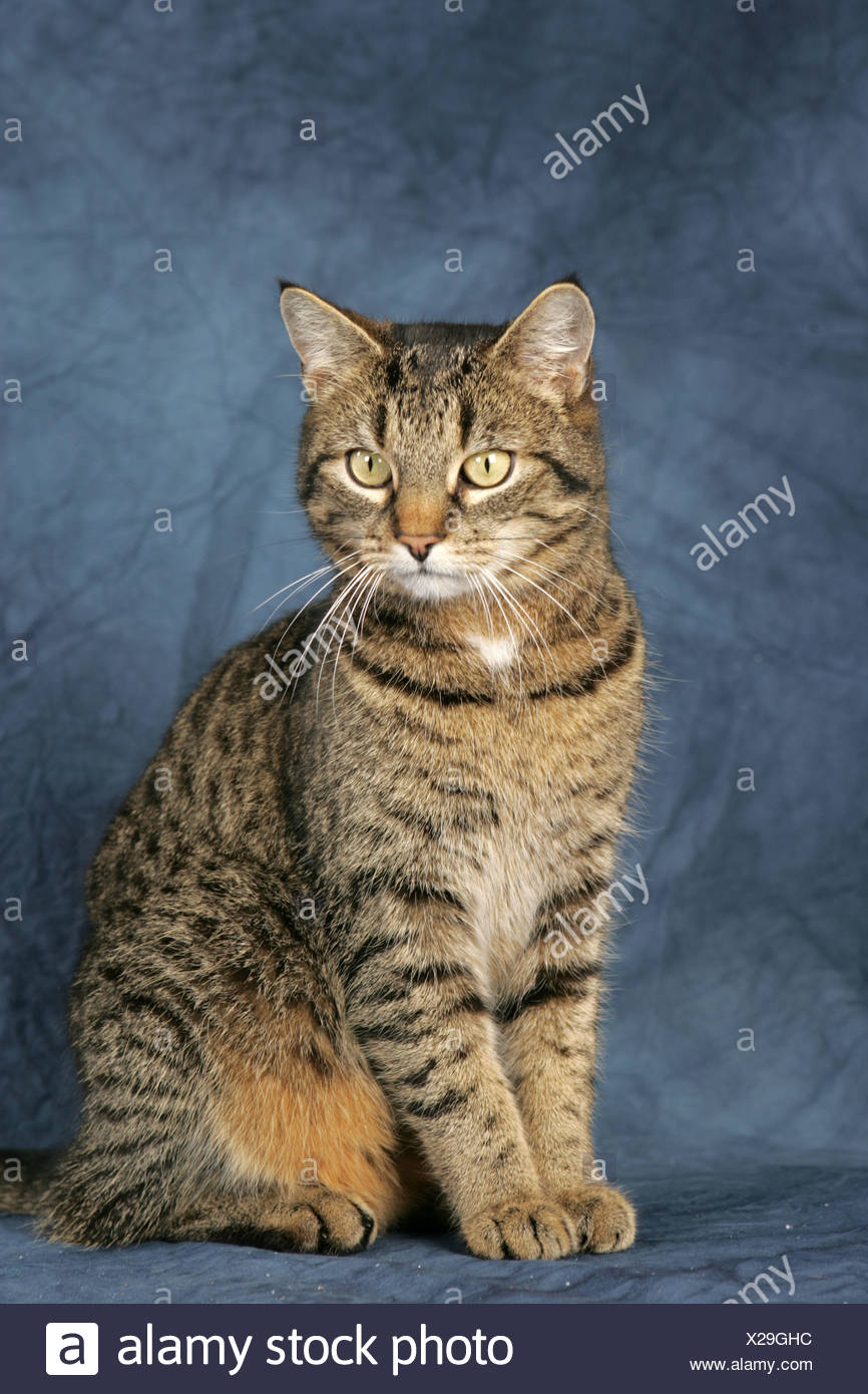 Tomcat Stock Photos & Tomcat Stock Images - Alamy