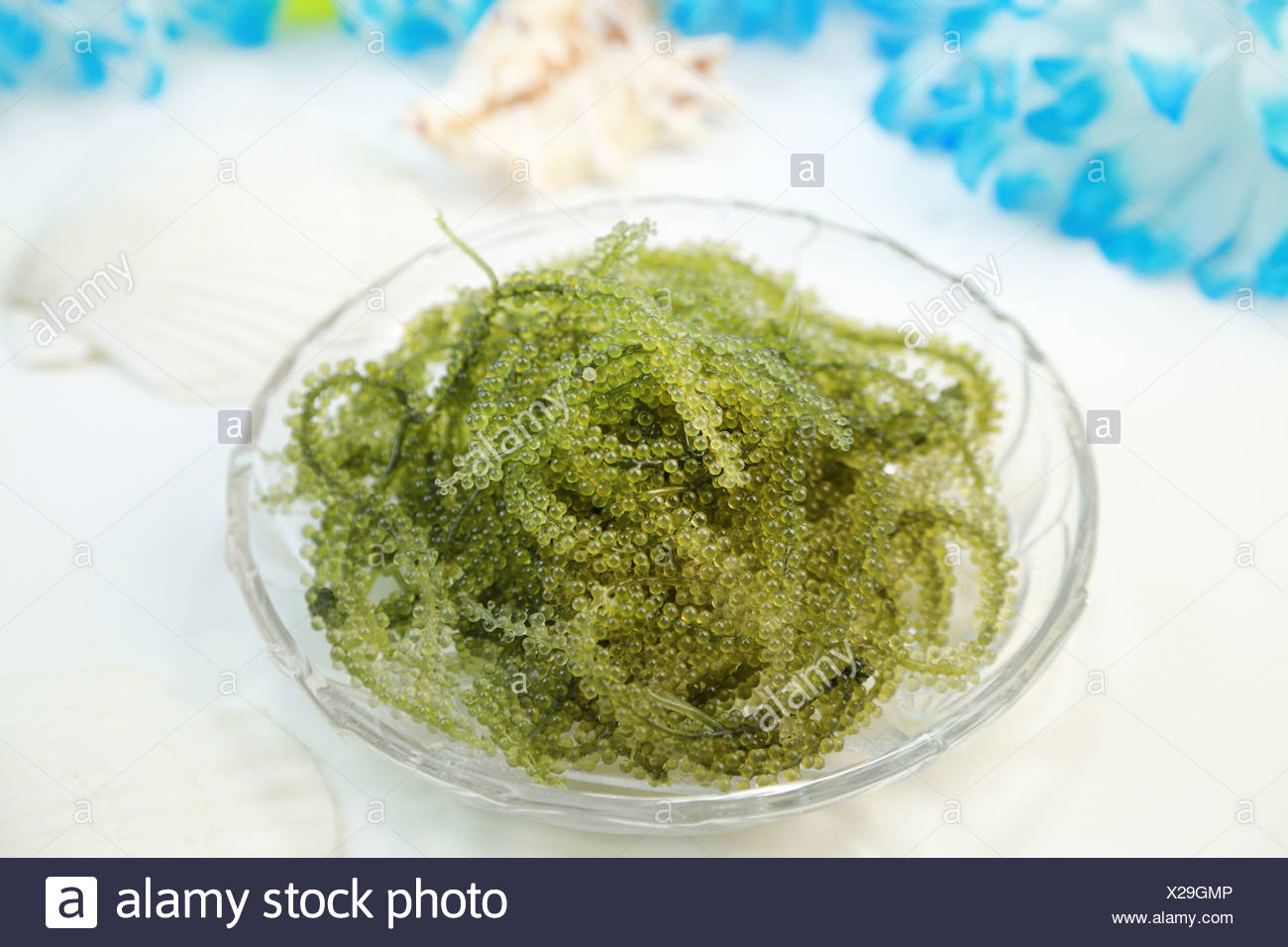 Caulerpa Lentillifera Stock Photos & Caulerpa Lentillifera Stock Images ...