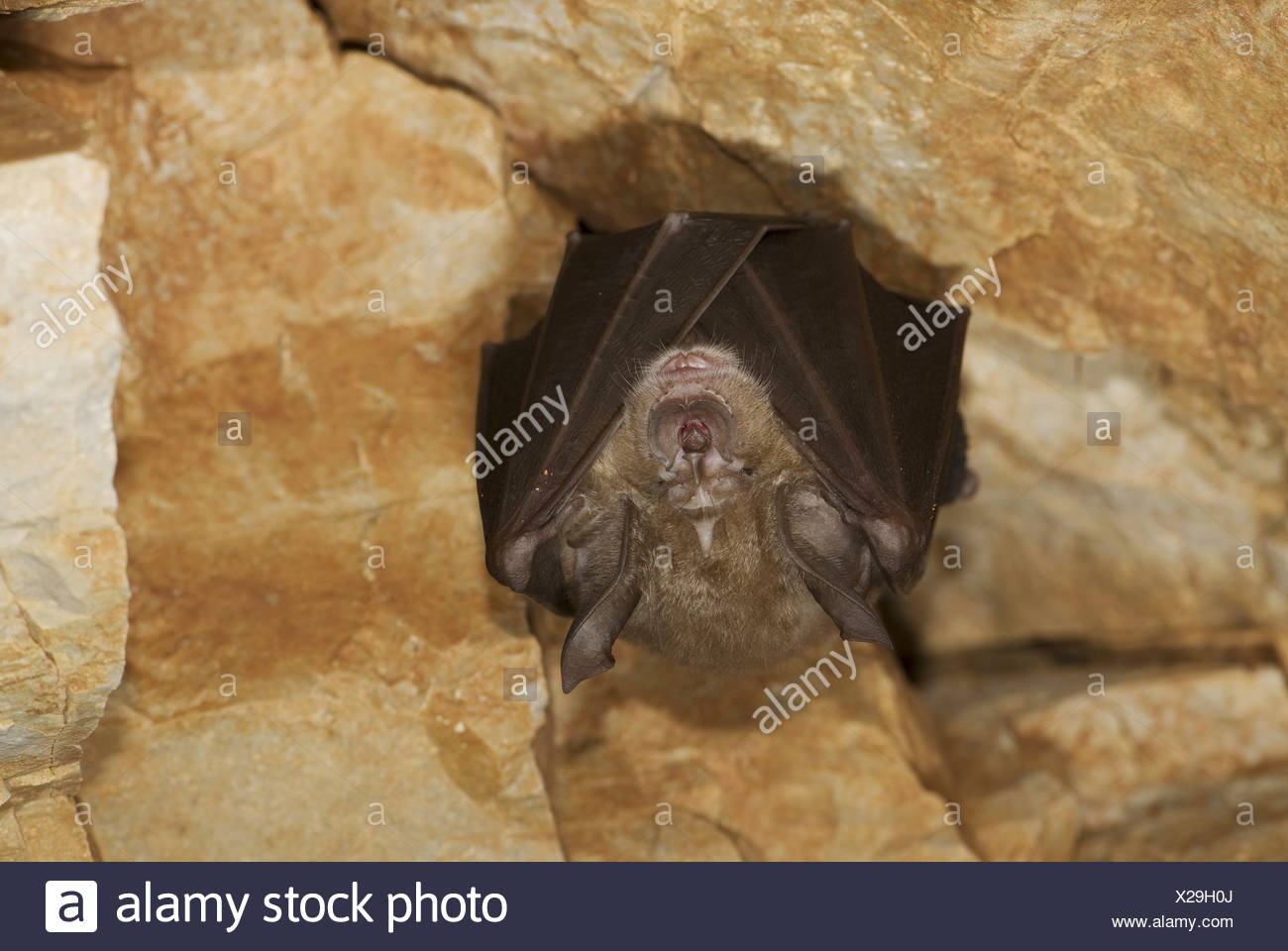 Mediterranean Horseshoe Bats High Resolution Stock Photography and ...