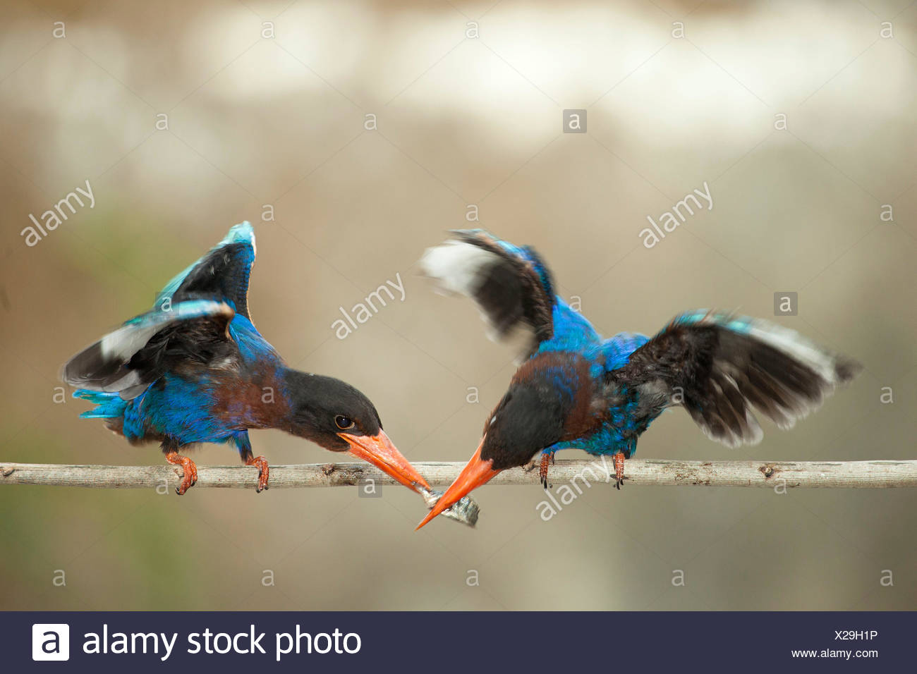 Birds That Fish High Resolution Stock Photography and Images - Alamy
