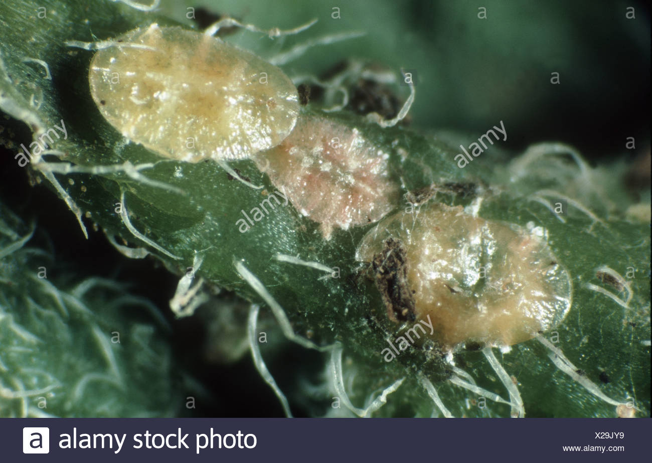Coccus Hesperidum High Resolution Stock Photography and Images - Alamy