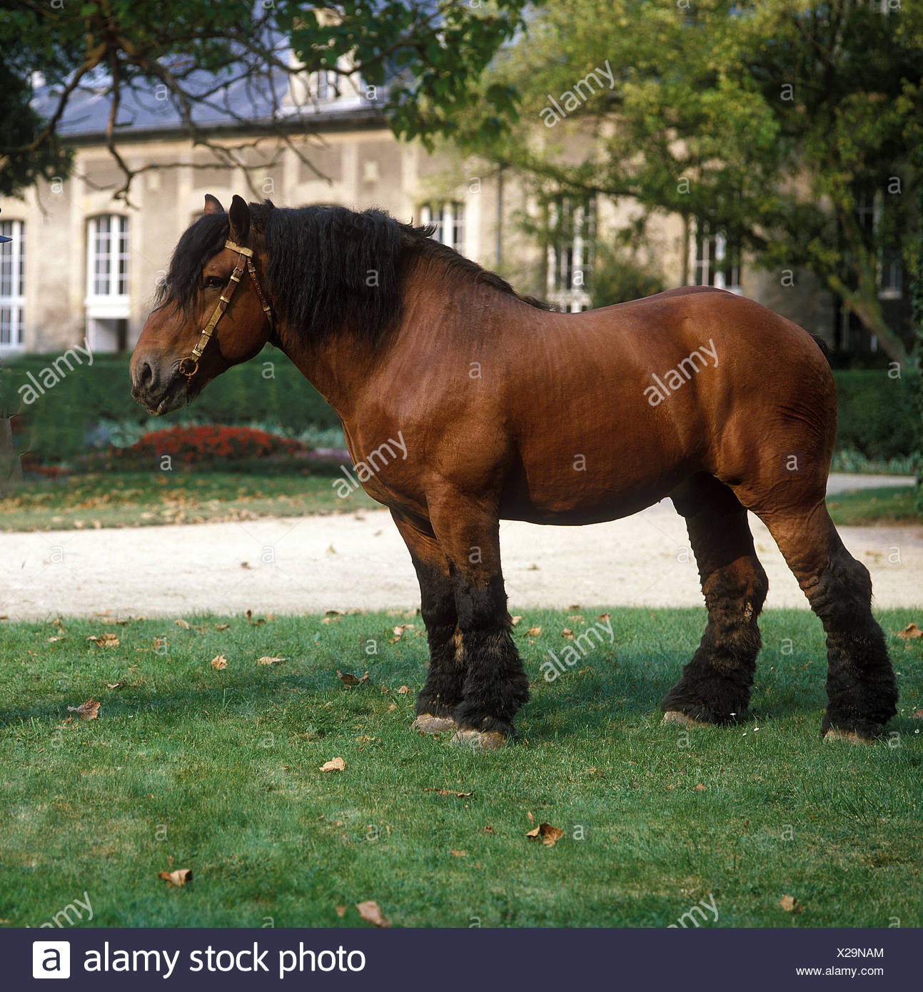 Ardennes Draft Horse Stallion High Resolution Stock Photography and ...