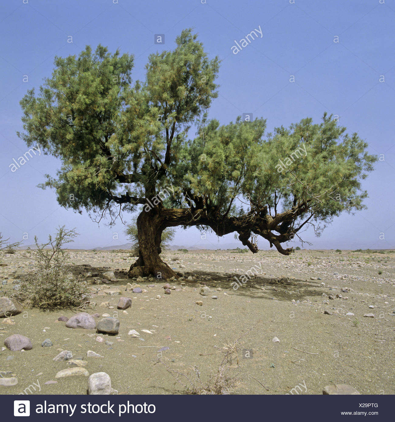 Tamariske High Resolution Stock Photography and Images - Alamy