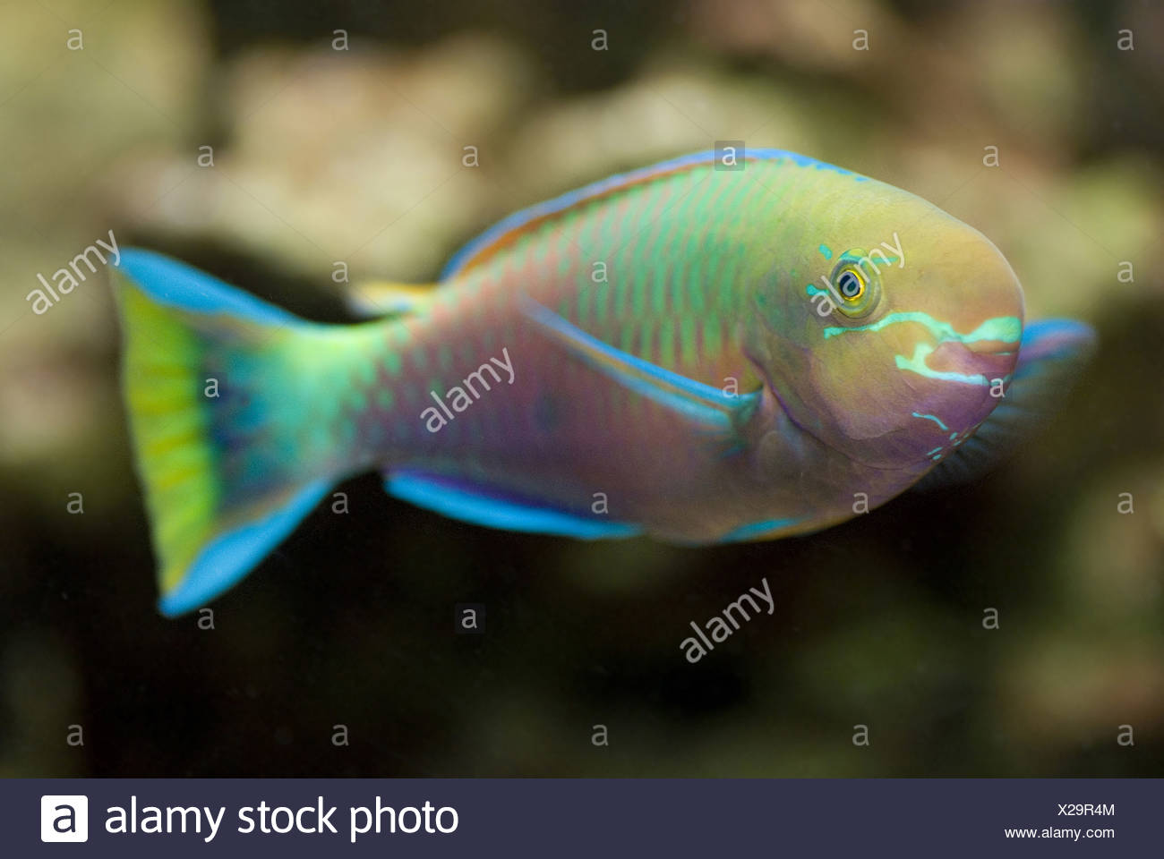 Parrotfish High Resolution Stock Photography and Images - Alamy