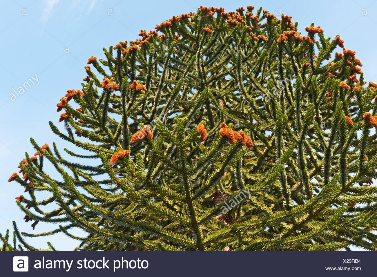 Monkey Puzzle Tree Flower High Resolution Stock Photography and Images ...