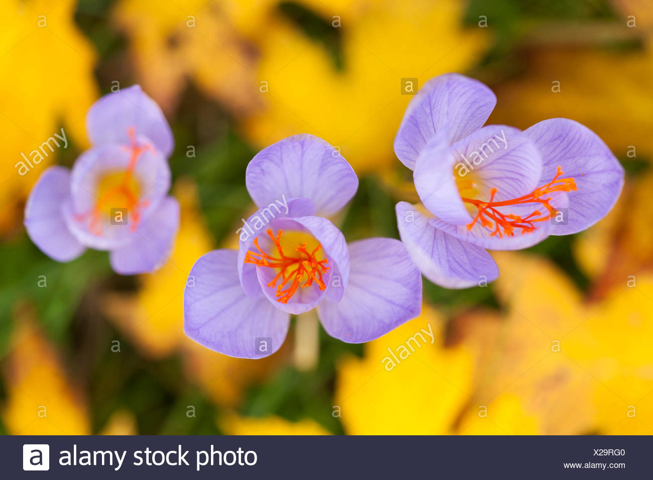 Saffron Crocus High Resolution Stock Photography and Images - Alamy