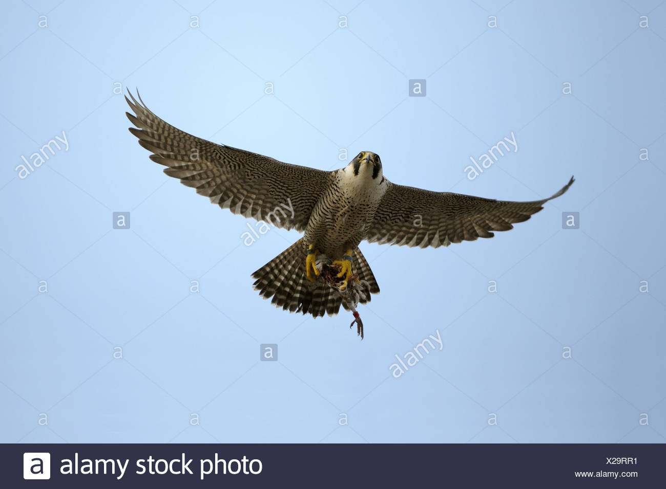 Peregrine Falcon In Flight High Resolution Stock Photography and Images ...