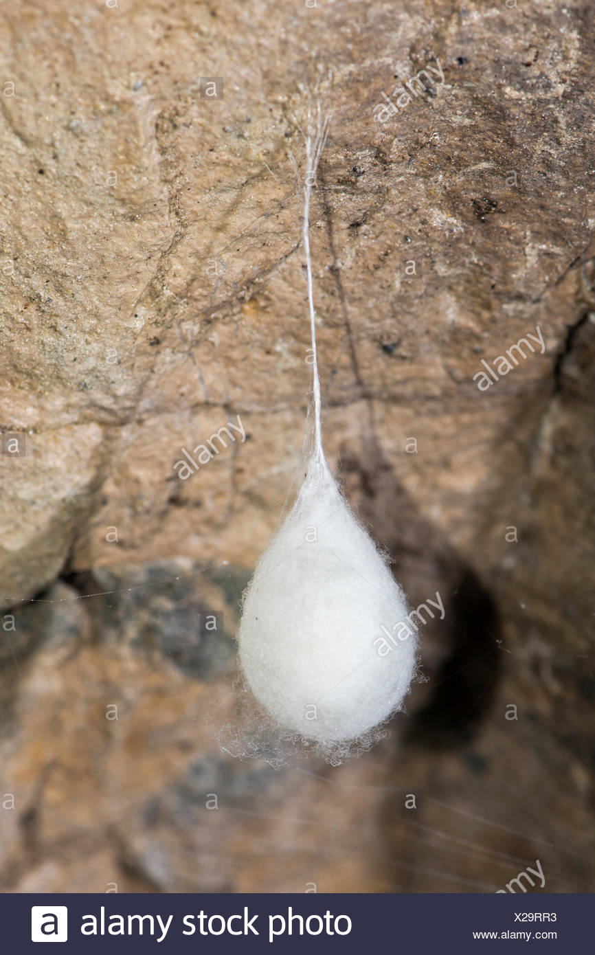 Spider Cocoon Stock Photos & Spider Cocoon Stock Images - Alamy