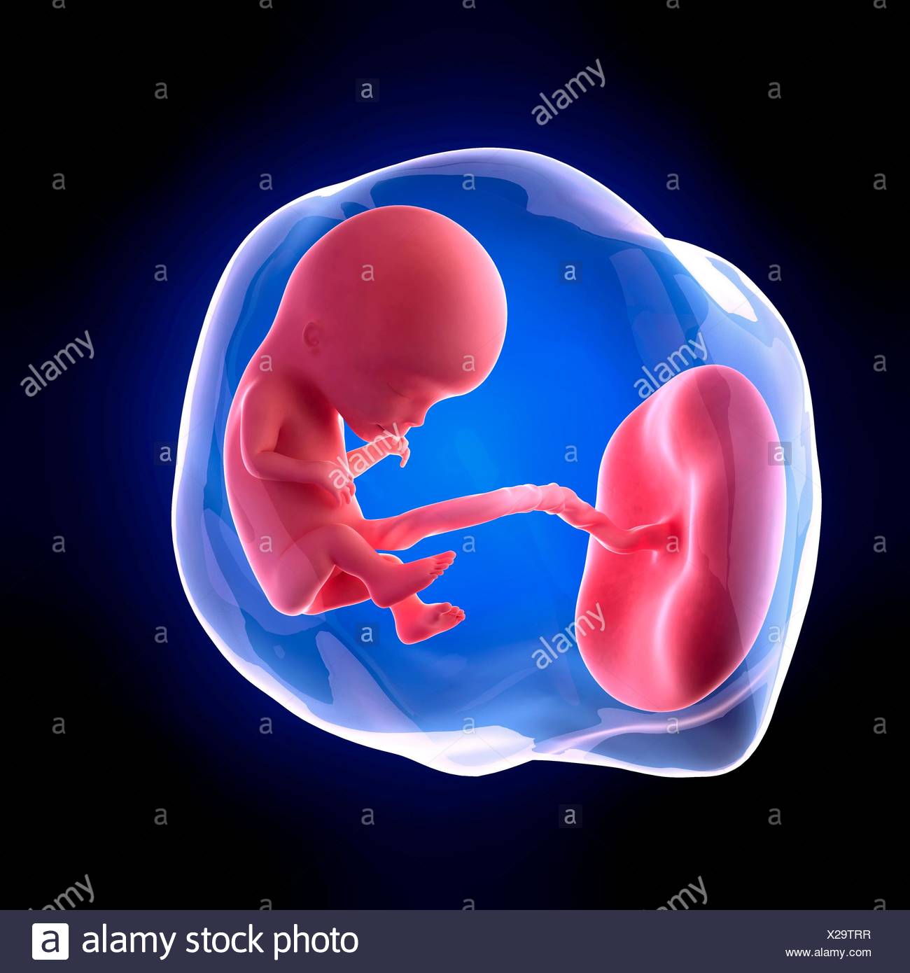12 Weeks Fetus High Resolution Stock Photography and Images - Alamy