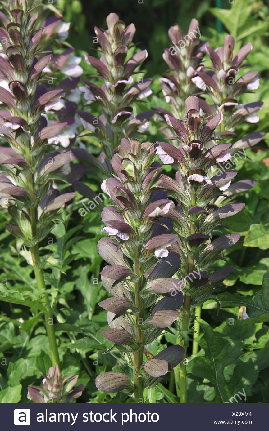Acanthus Balcanicus High Resolution Stock Photography and Images - Alamy
