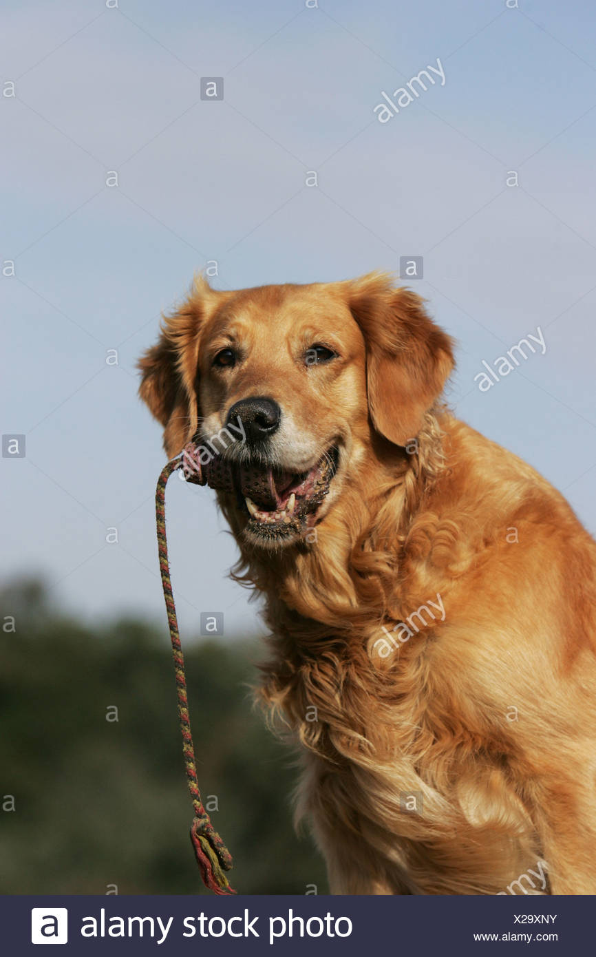 Senior Golden Retriever Stock Photos & Senior Golden Retriever Stock ...