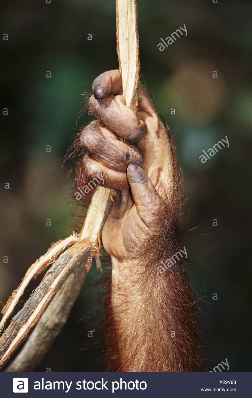 Ape Hand Stock Photos & Ape Hand Stock Images - Alamy