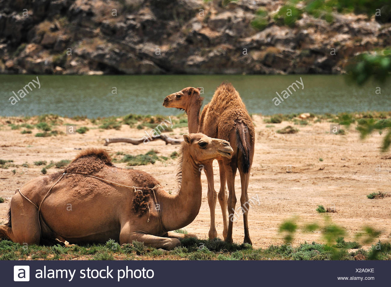 Camel Cow High Resolution Stock Photography and Images - Alamy