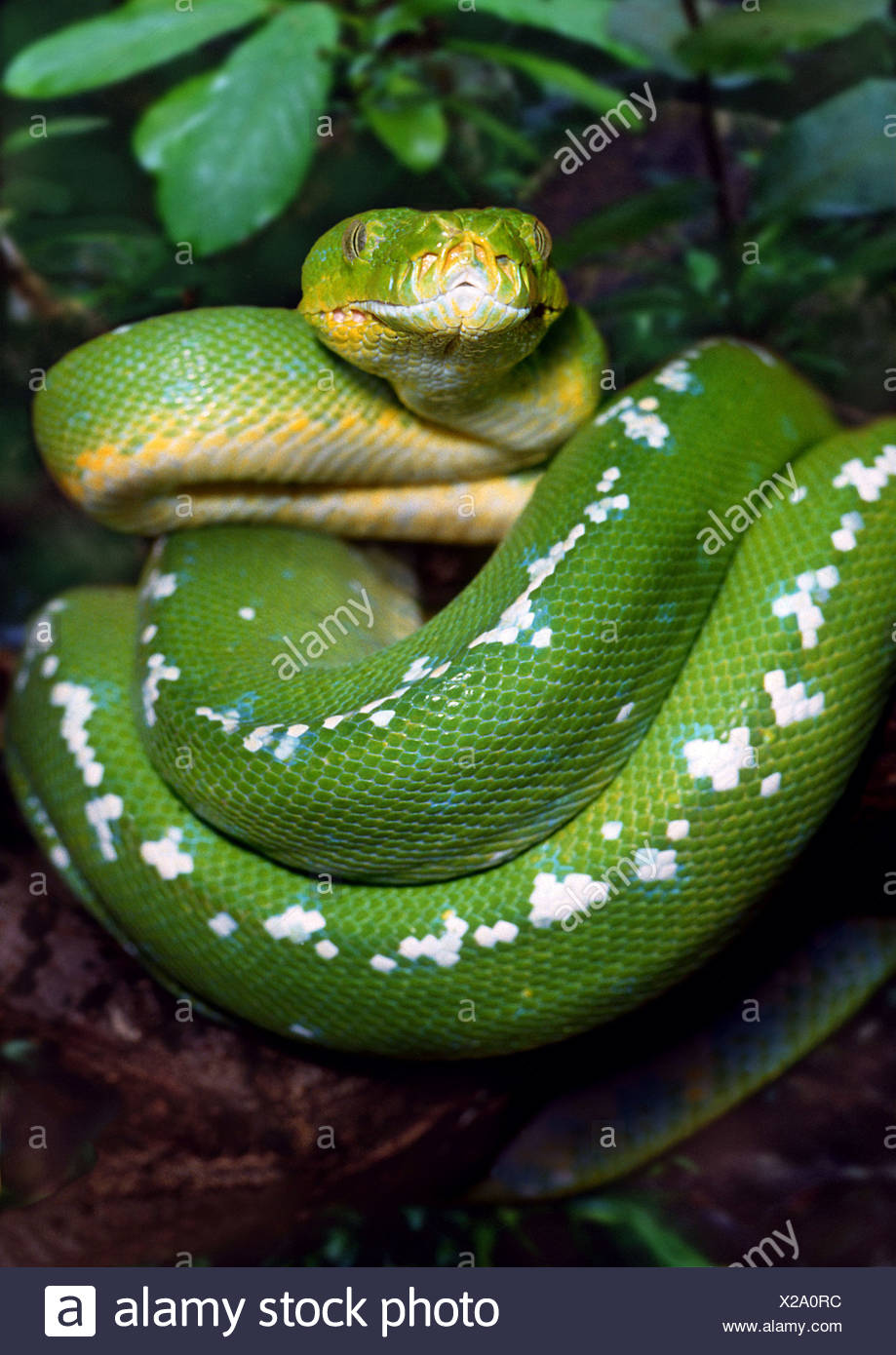 Emerald Tree Boa Snake High Resolution Stock Photography and Images - Alamy