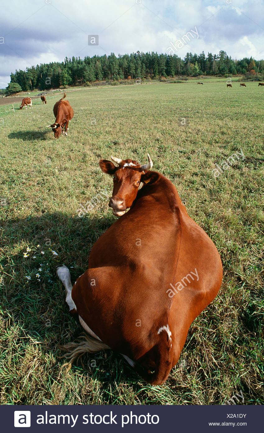 Sitting Cows High Resolution Stock Photography and Images - Alamy