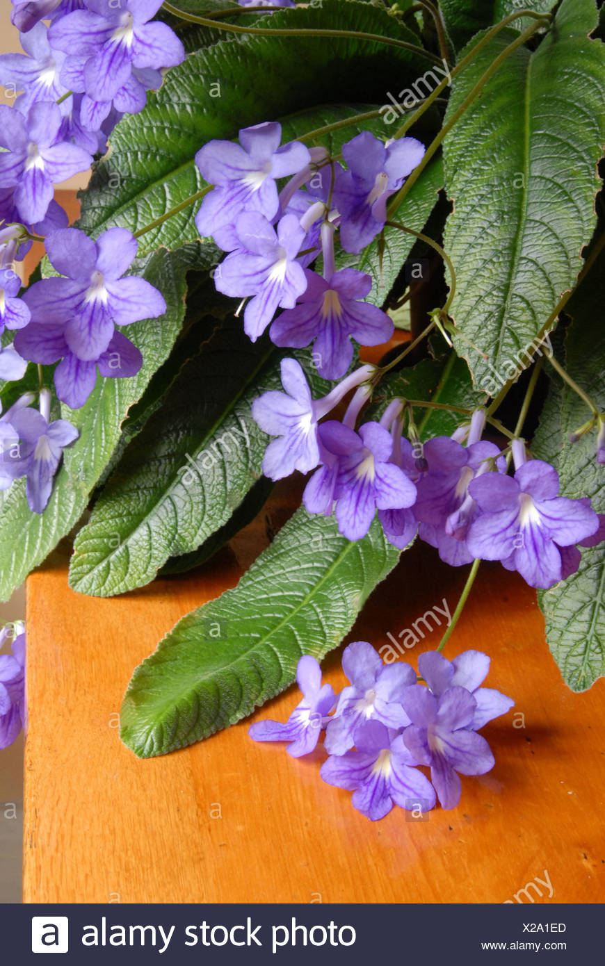 Cape Primrose Houseplant High Resolution Stock Photography and Images ...