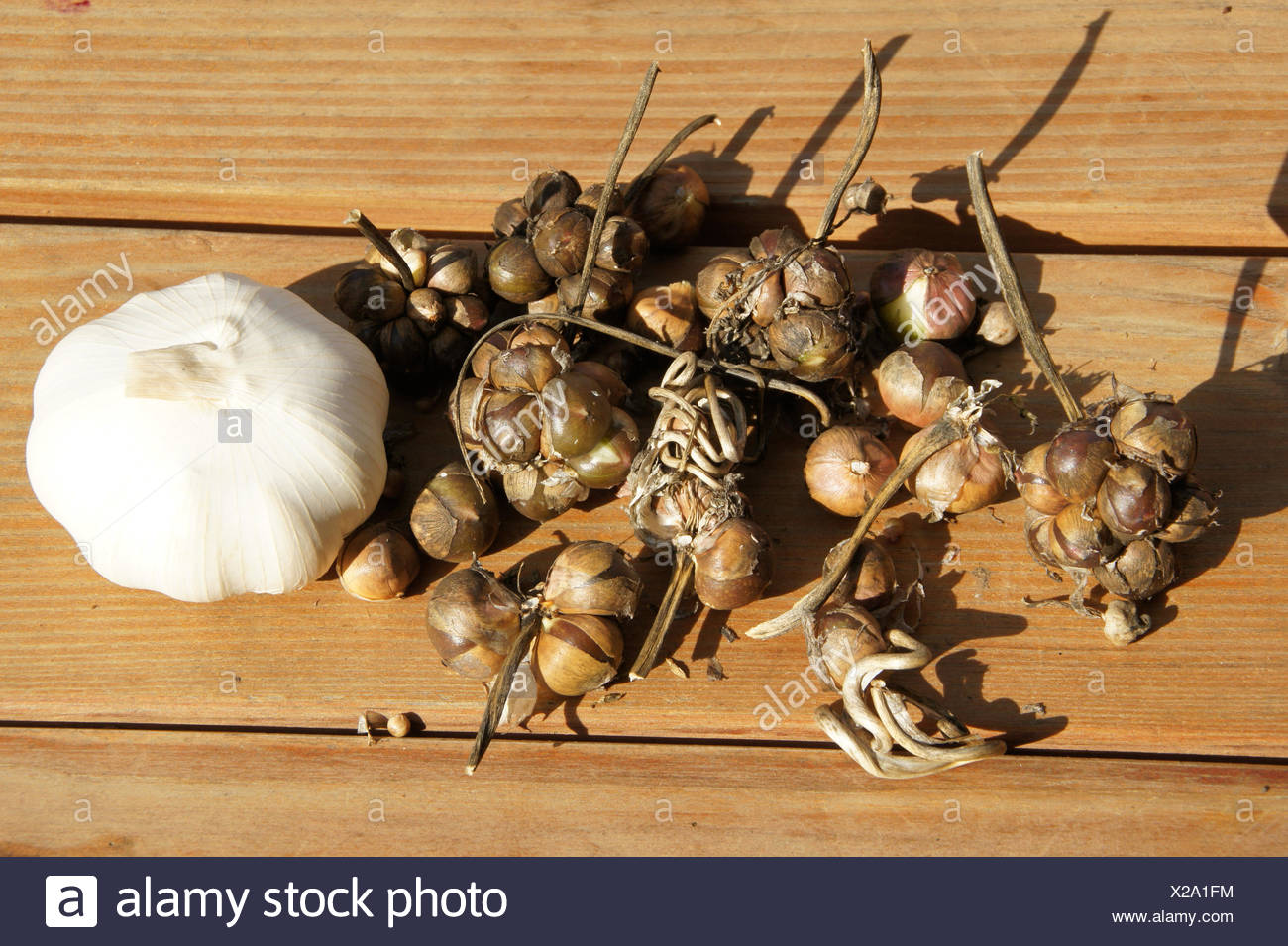 Allium Sativum Plant Plants High Resolution Stock Photography and ...