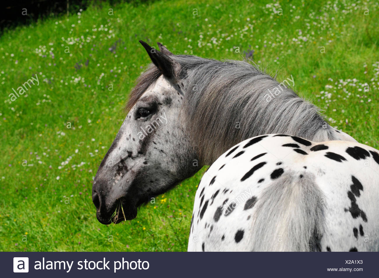 Noriker Horse High Resolution Stock Photography and Images - Alamy