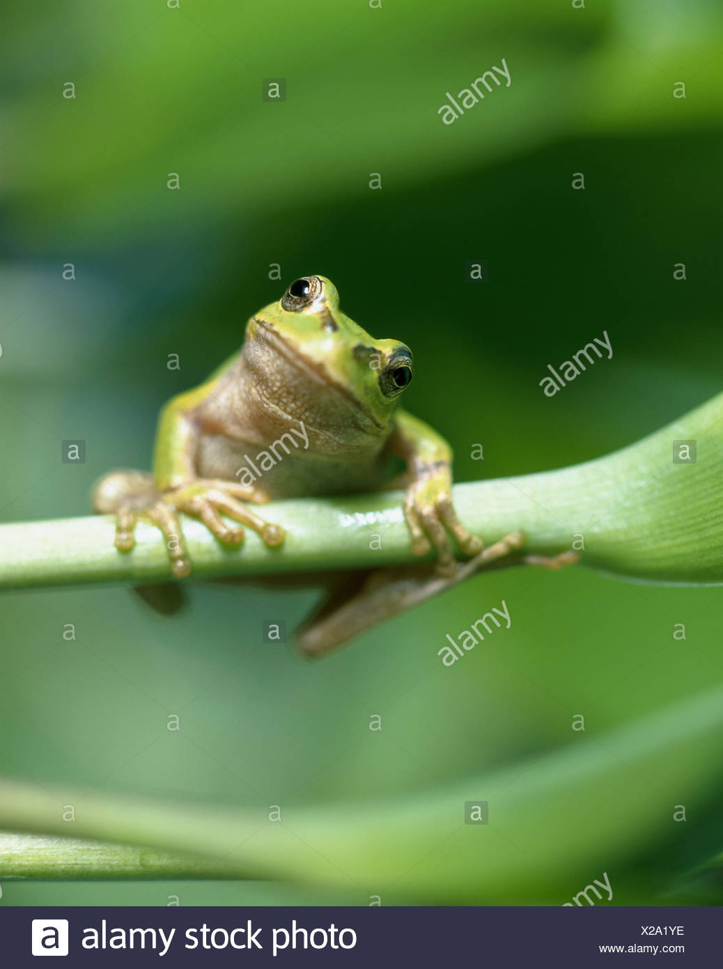 Anura Salientia High Resolution Stock Photography and Images - Alamy