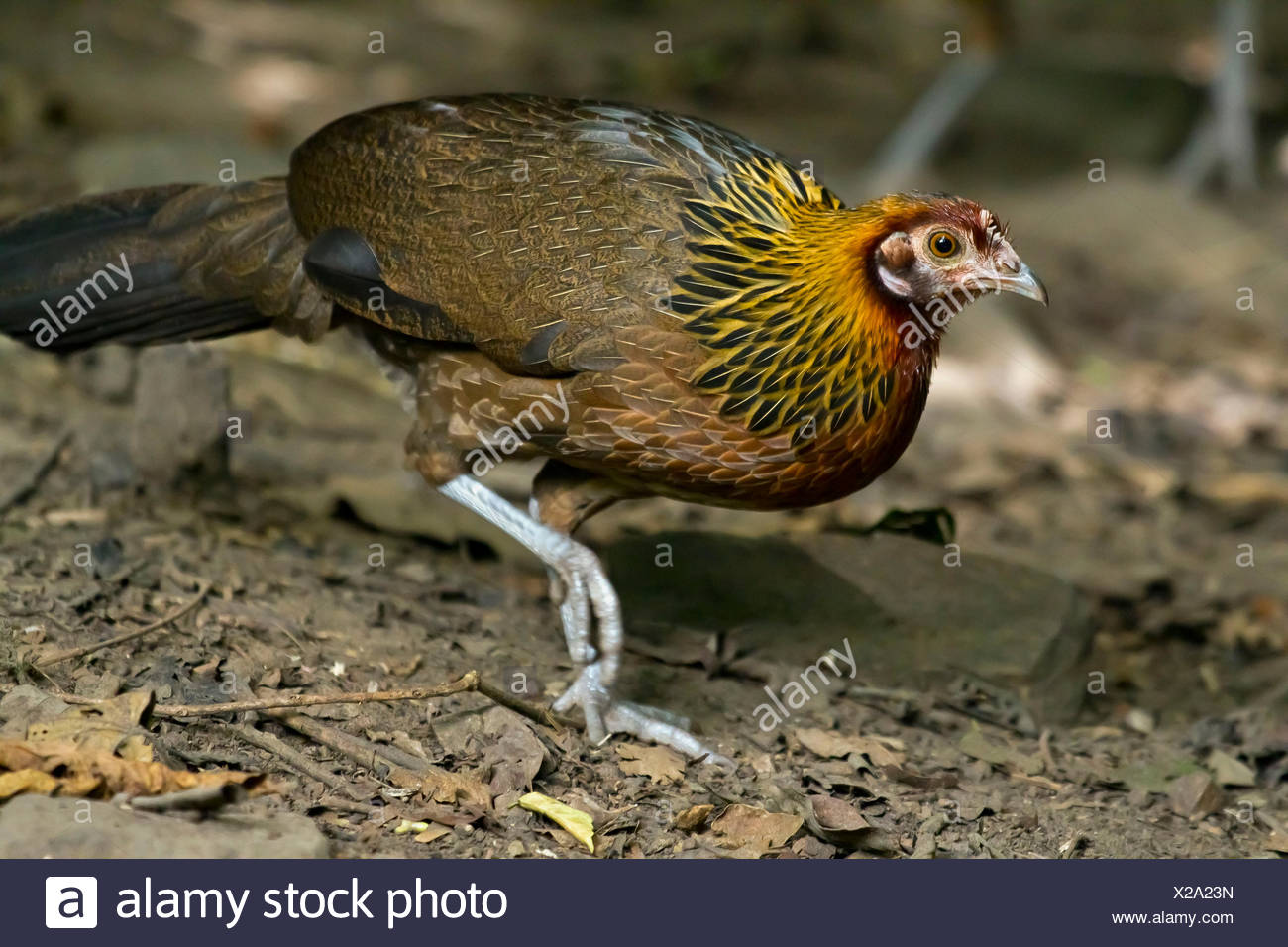 Red Junglefowl Gallus Gallus Stock Photos & Red Junglefowl Gallus ...