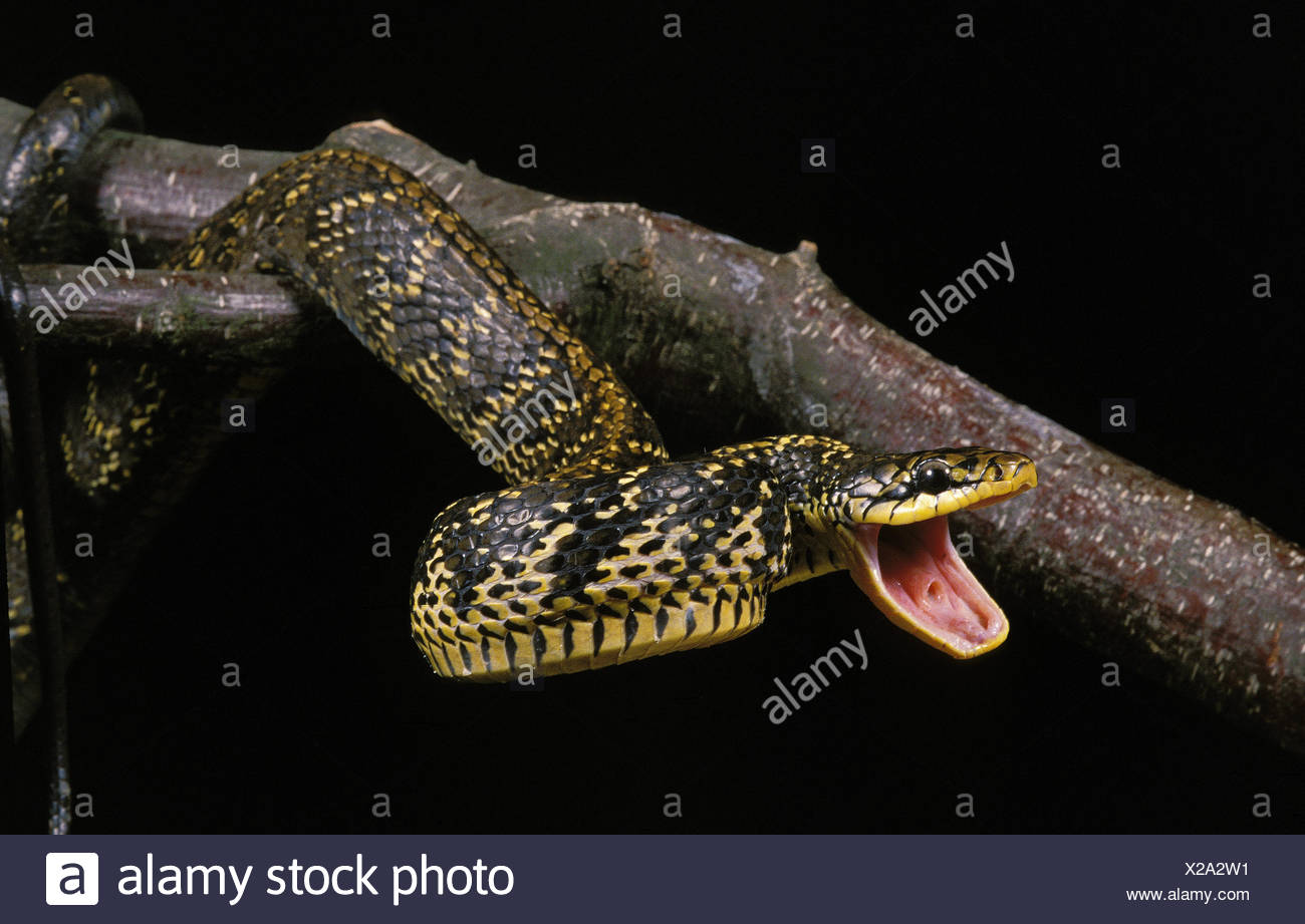 Snake Open Mouth Stock Photos & Snake Open Mouth Stock Images - Alamy