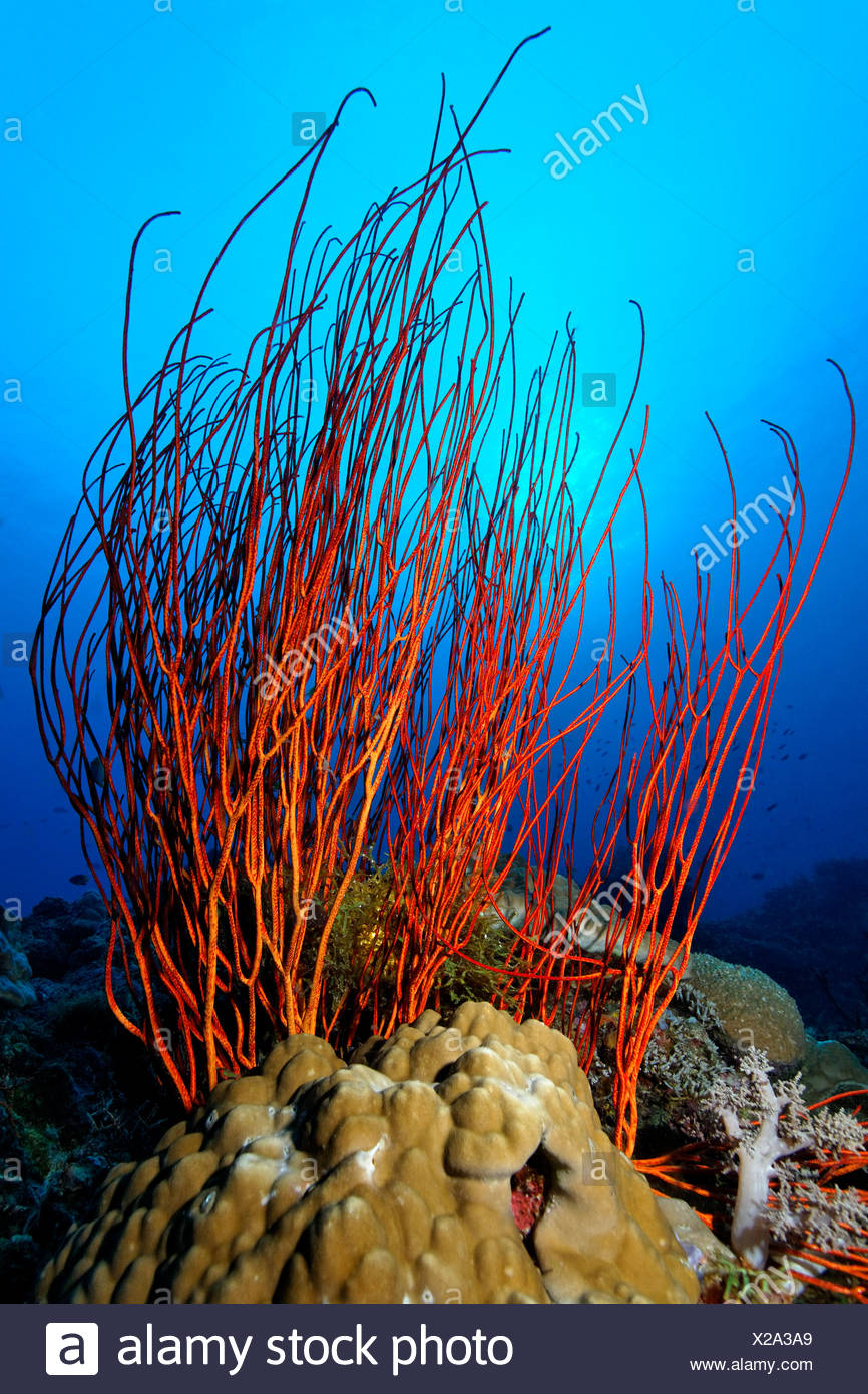 Whip Coral Stock Photos & Whip Coral Stock Images - Alamy