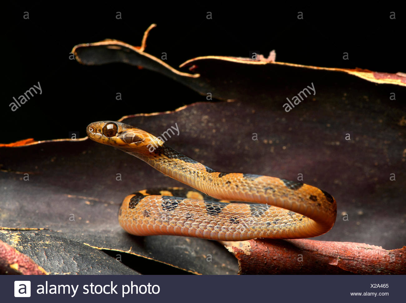 Northern Snake High Resolution Stock Photography and Images - Alamy