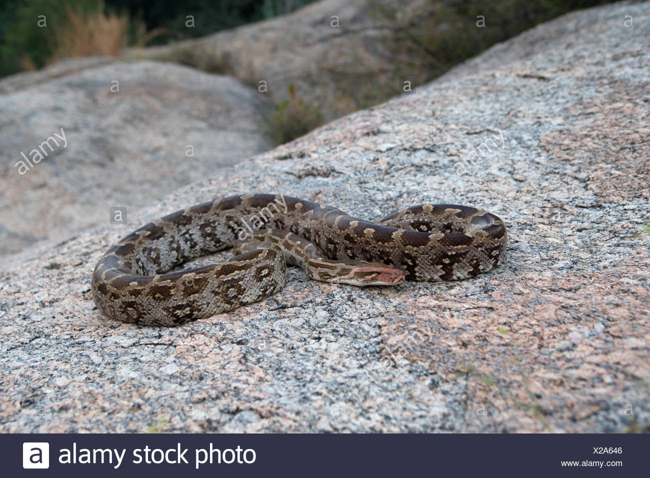 Python Molurus India High Resolution Stock Photography and Images - Alamy