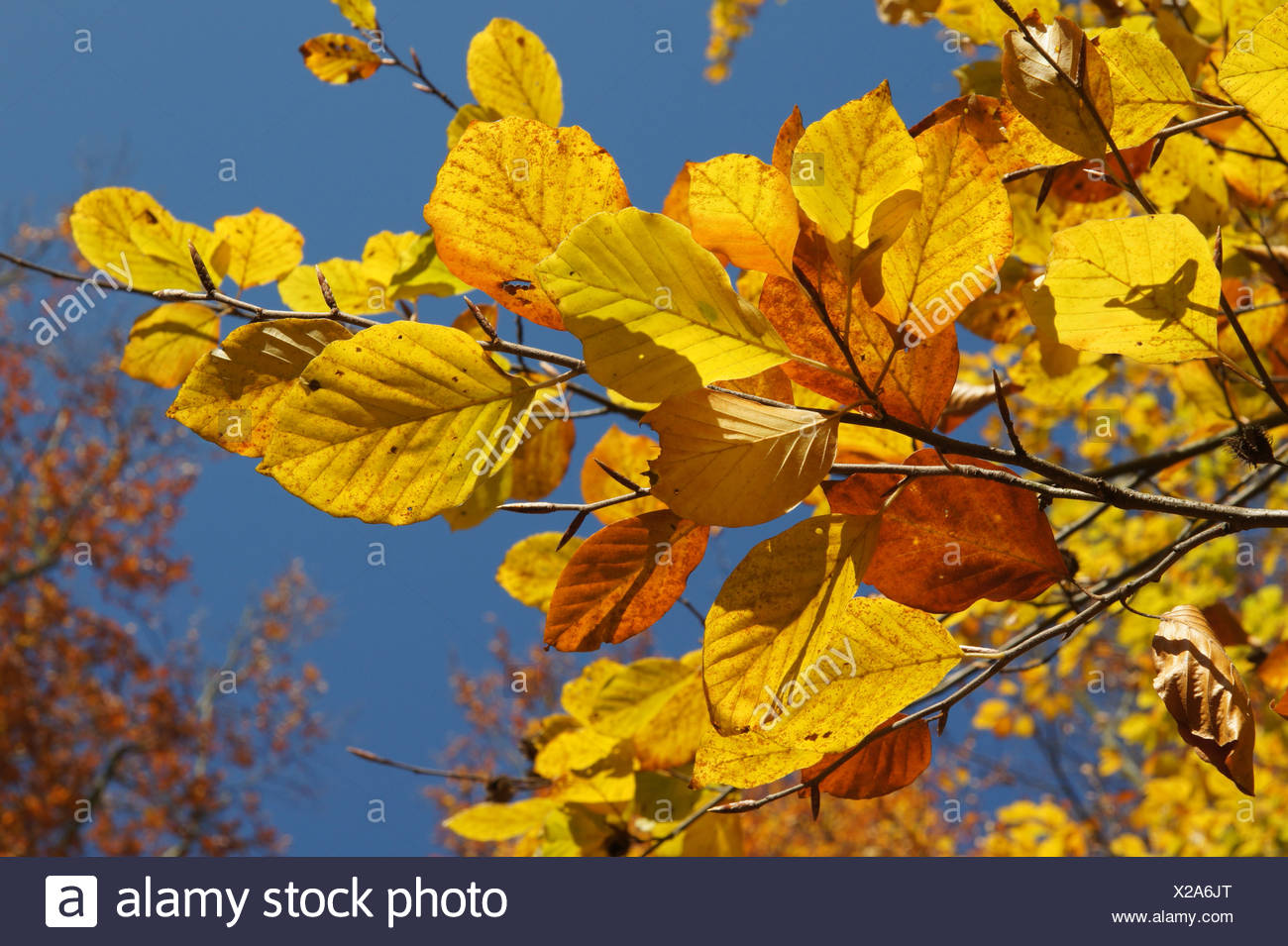 Buche Baum High Resolution Stock Photography and Images - Alamy