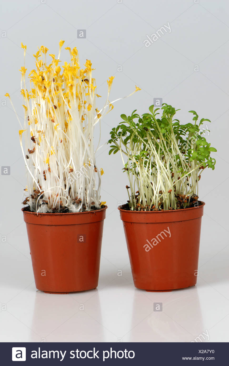 Plant Growth Comparison High Resolution Stock Photography and Images ...