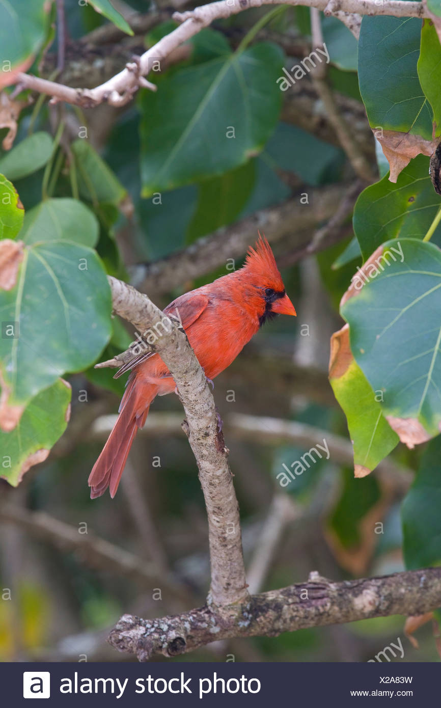 Hawaiian Cardinal High Resolution Stock Photography and Images - Alamy