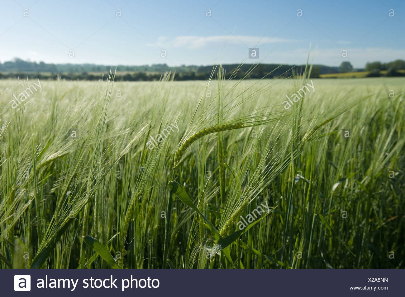 Wheat Husks High Resolution Stock Photography and Images - Alamy