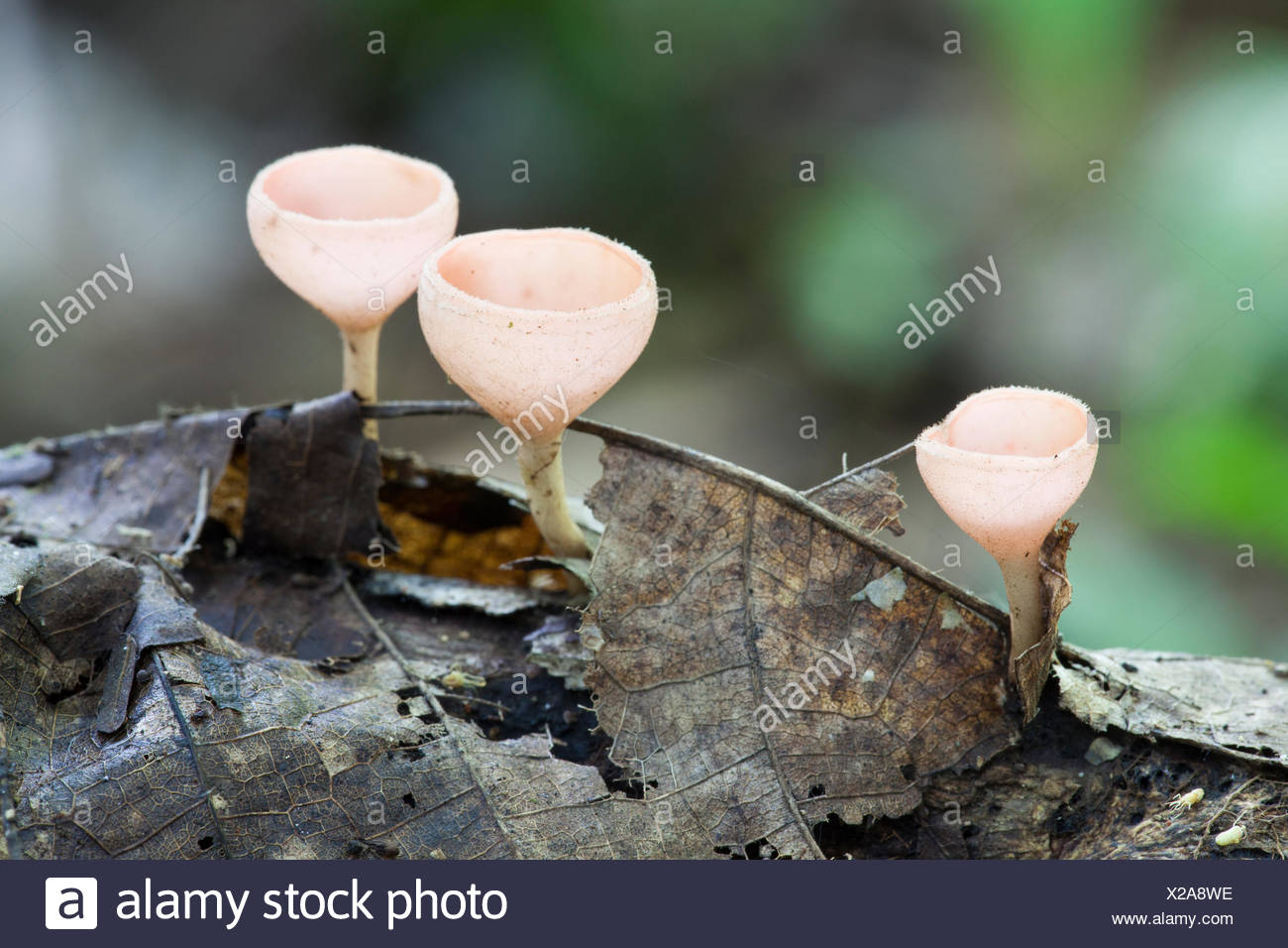 Cup Fungus Stock Photos & Cup Fungus Stock Images - Alamy