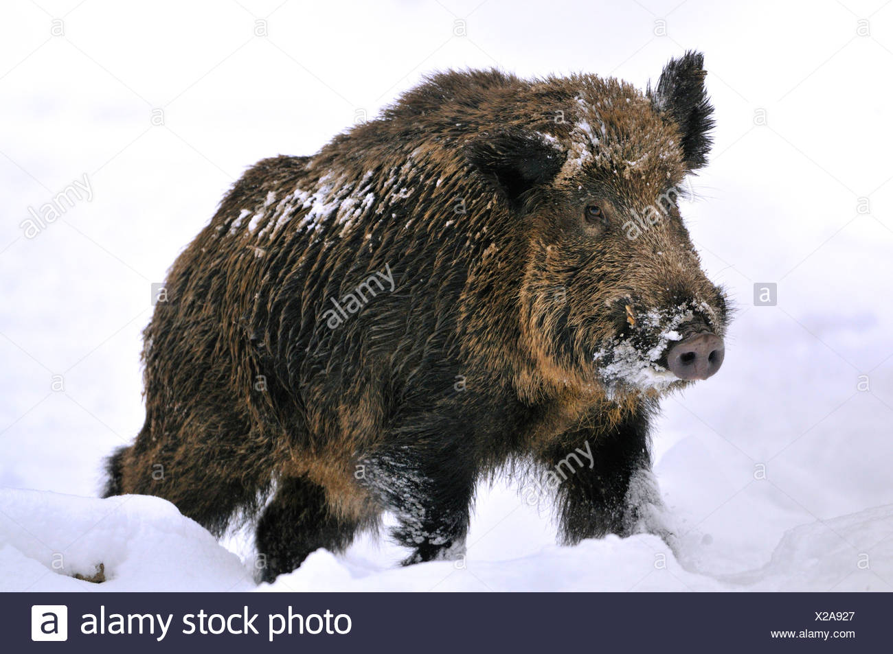 Male Wild Boar In Snow Stock Photos & Male Wild Boar In Snow Stock ...