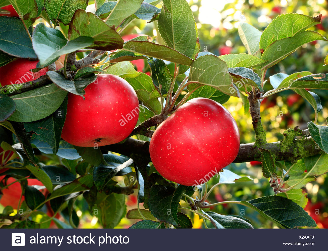 Discovery Apple Tree Stock Photos & Discovery Apple Tree Stock Images ...