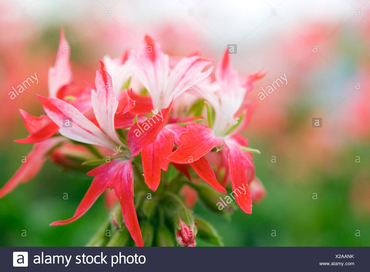 Red And White Geranium Stock Photos & Red And White Geranium Stock ...