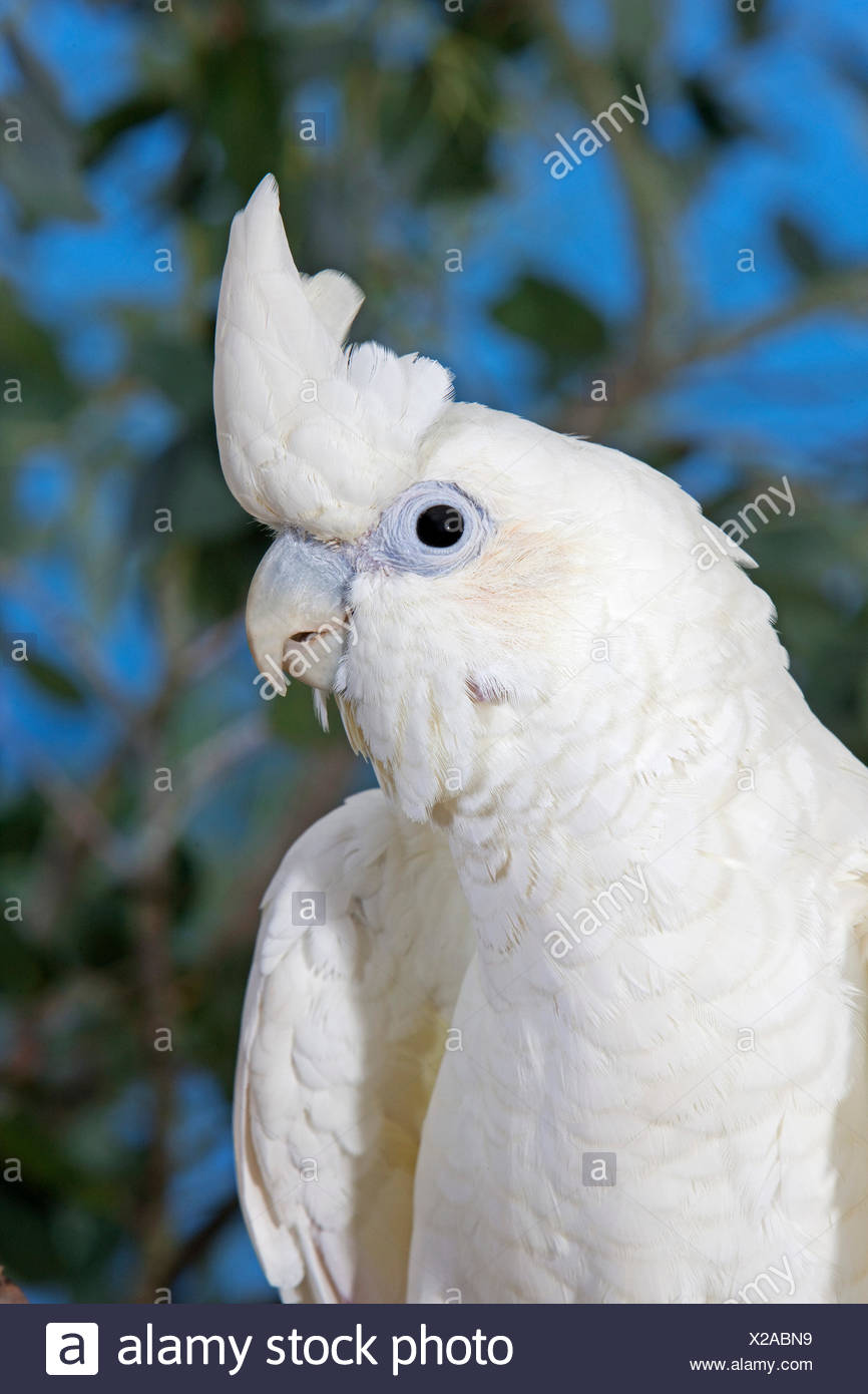 Philippine Cockatoo Or Red Vented Cockatoo Cacatua Haematuropygia High ...